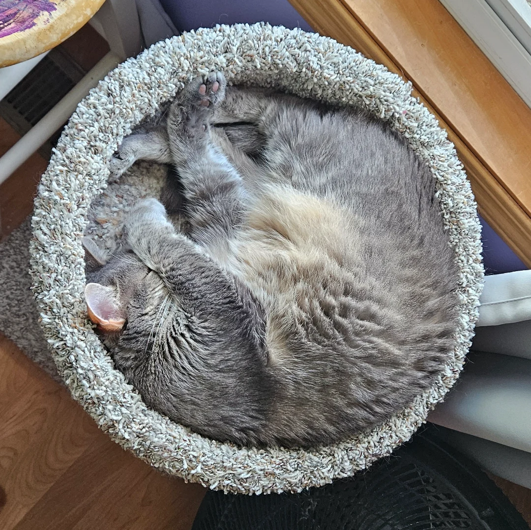 Cat in circle | Scrolller