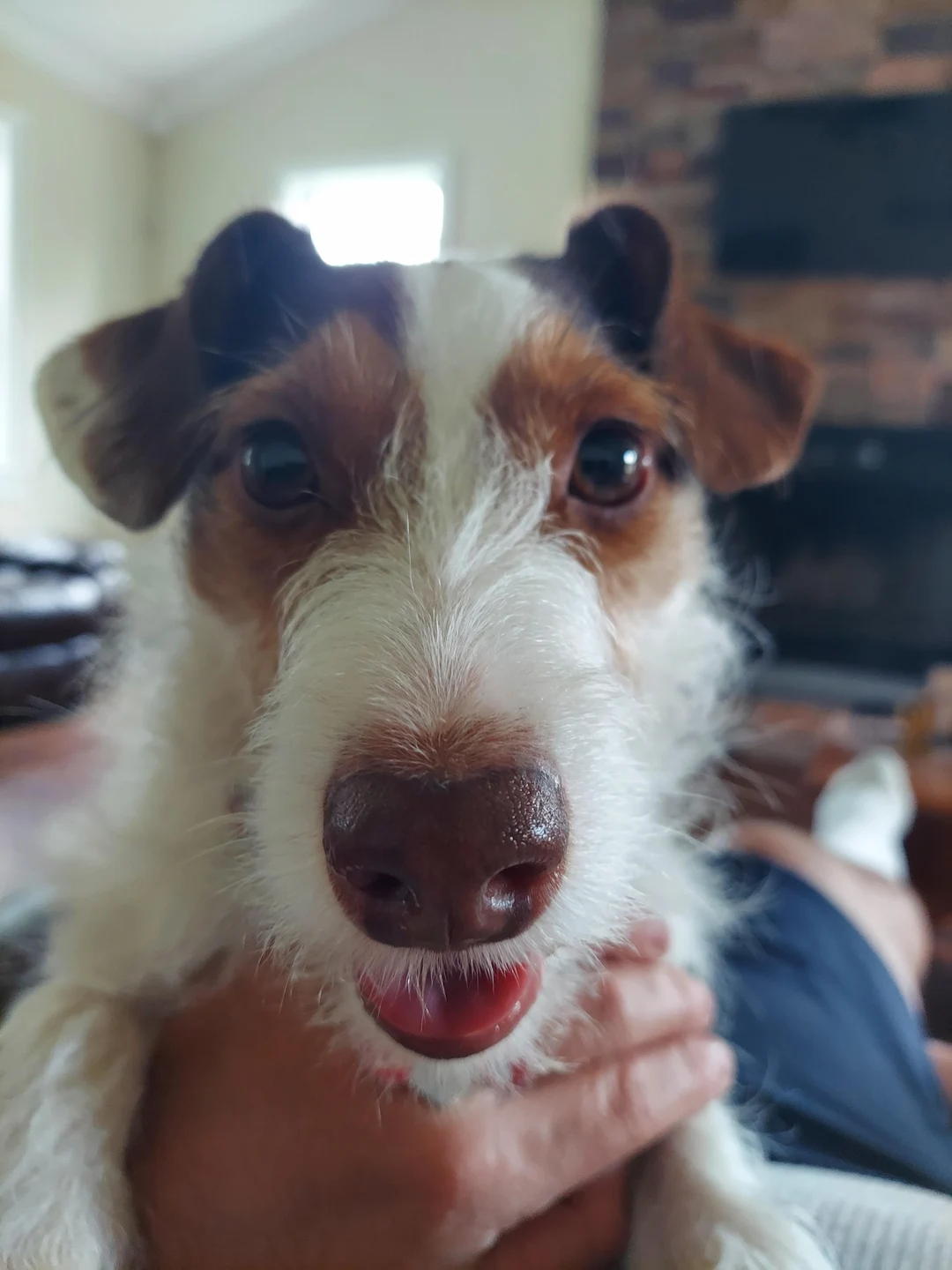 Pippin cannot wait to lick my face | Scrolller