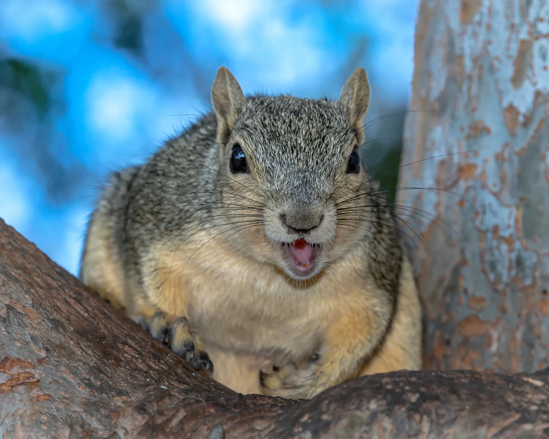 Super Happy Fun Time Squirrel | Scrolller