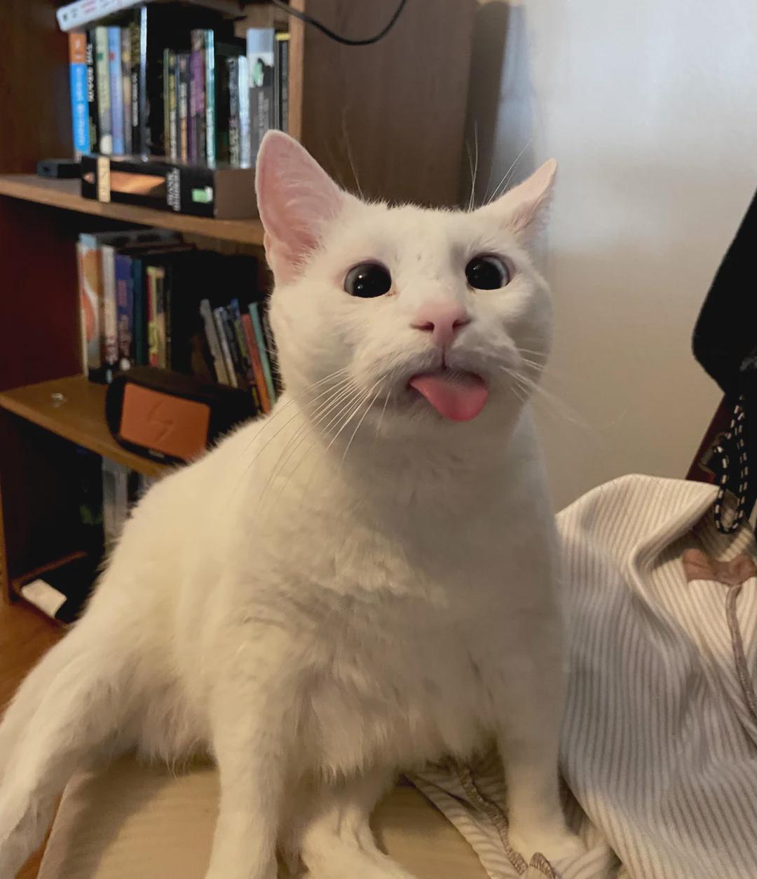 The key to a great blep is no teeth | Scrolller
