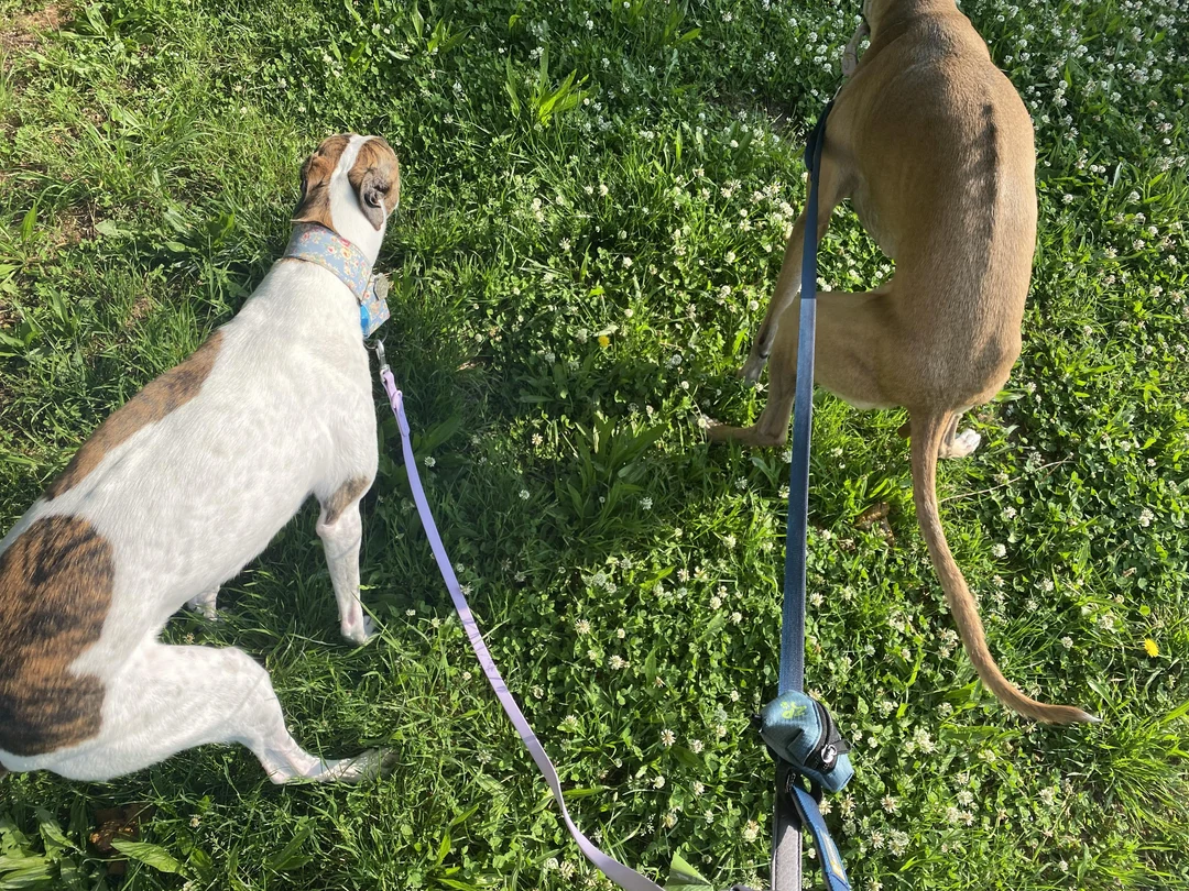 Discover more like Greyhounds: Pooping in unison - spoiler tag in case anyone doesn’t want this ...