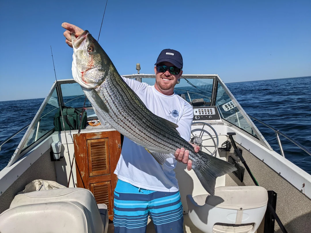 lunker striper off Cape Cod | Scrolller