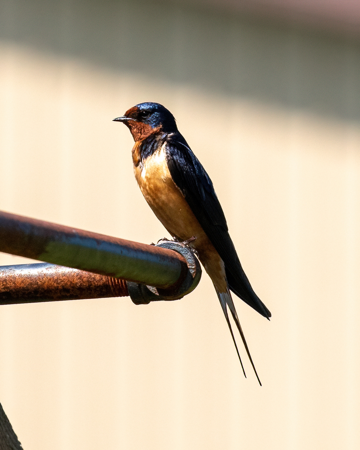 Barn Swallow | Scrolller