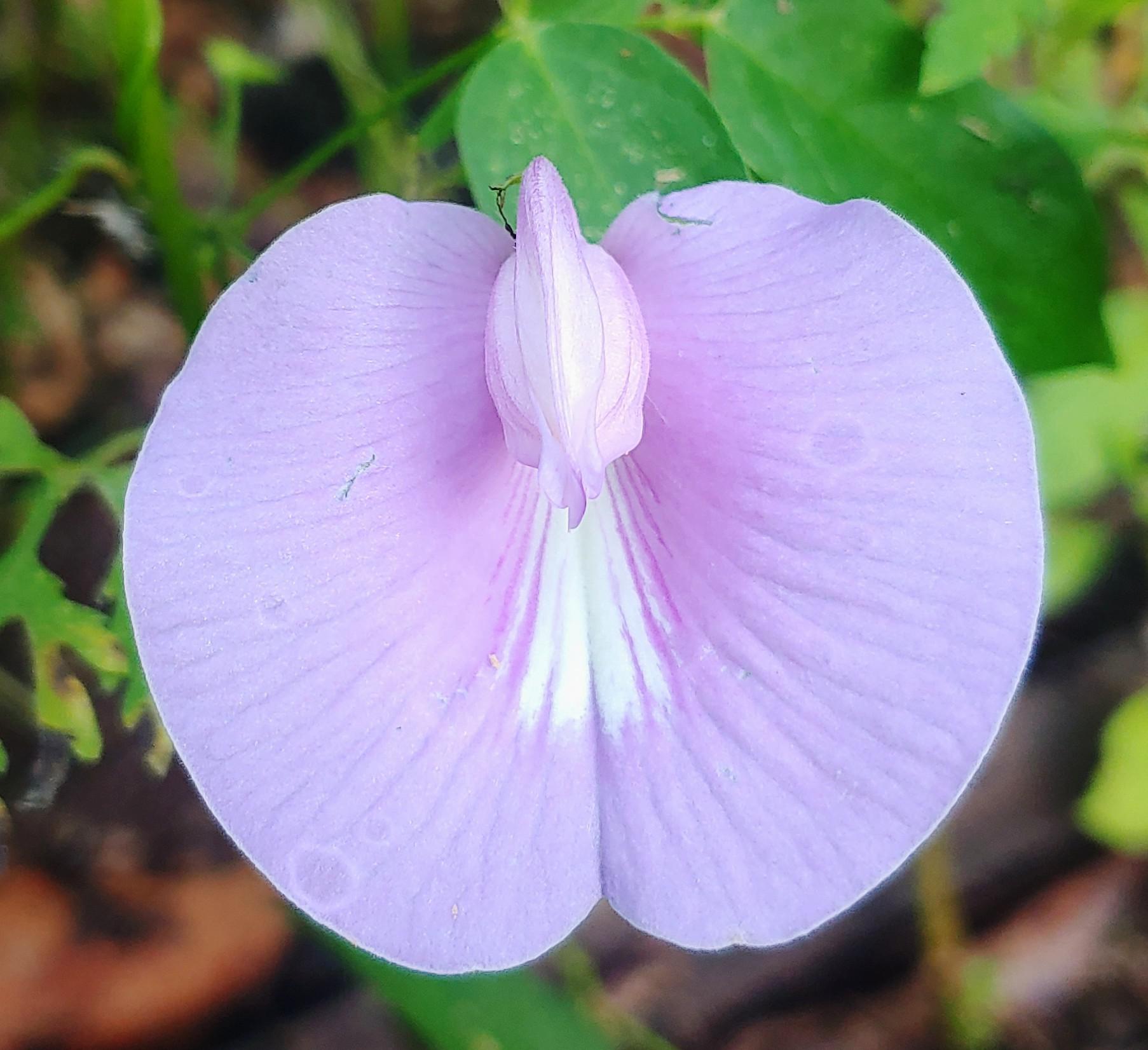 This wild wildflower... | Scrolller