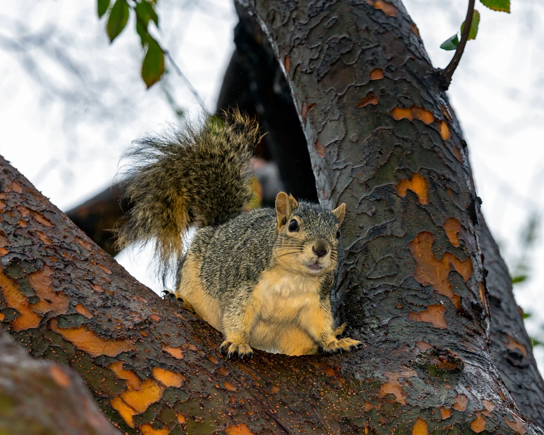 Rain Squirrel | Scrolller