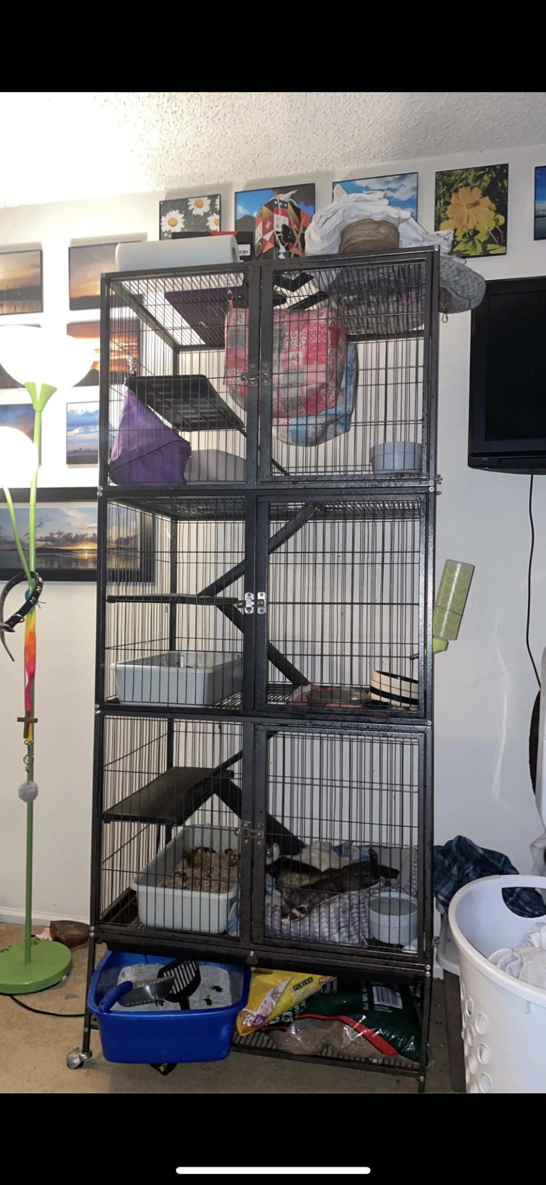 Very curious but what cages do you guys have? If it’s cool I would love pics of peoples set ups ...