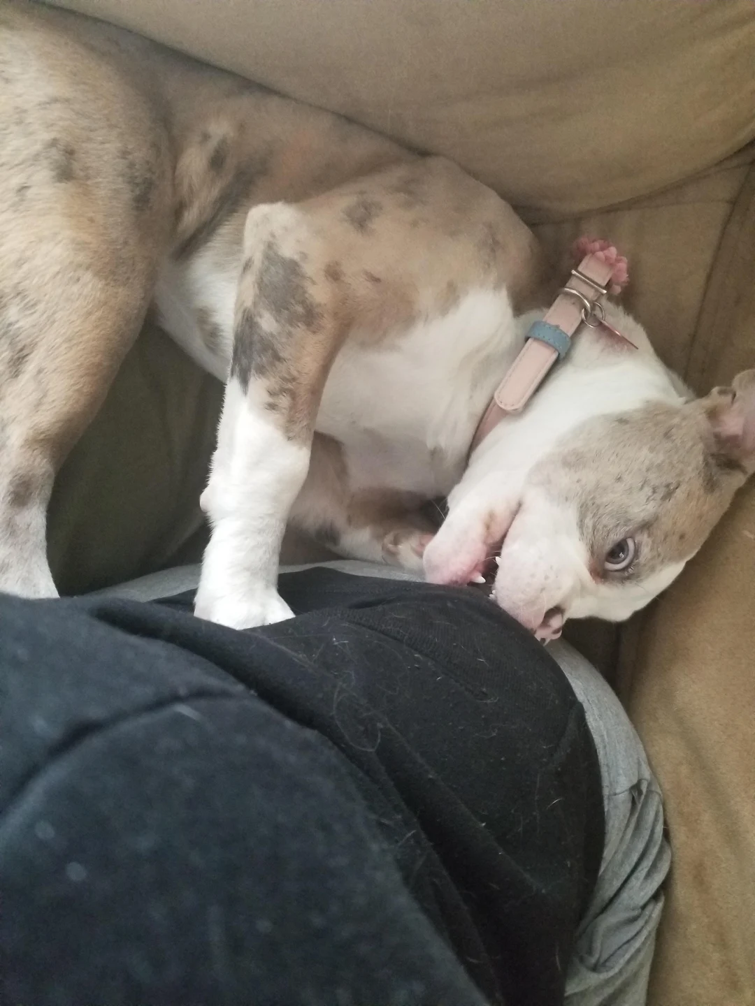 Why She Bite My Butt? | Scrolller