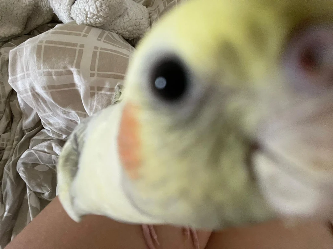 We just added one more raptor to our flock. | Scrolller