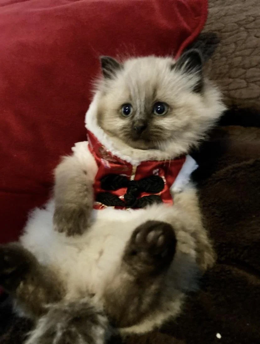 my new kitten! | Scrolller