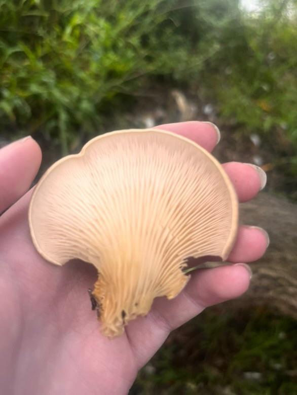 Oysters? | Scrolller