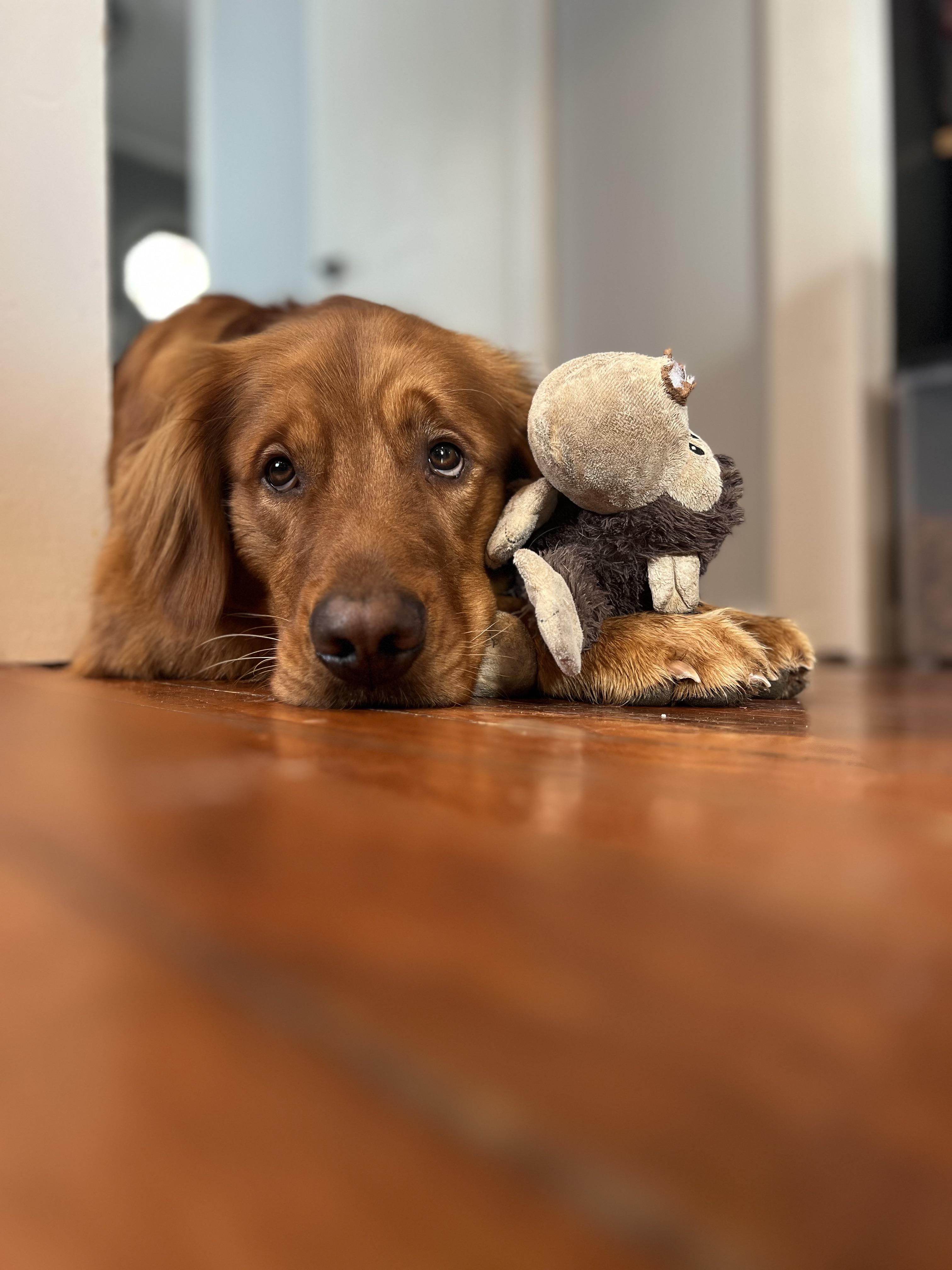 Sully loves his monkey | Scrolller