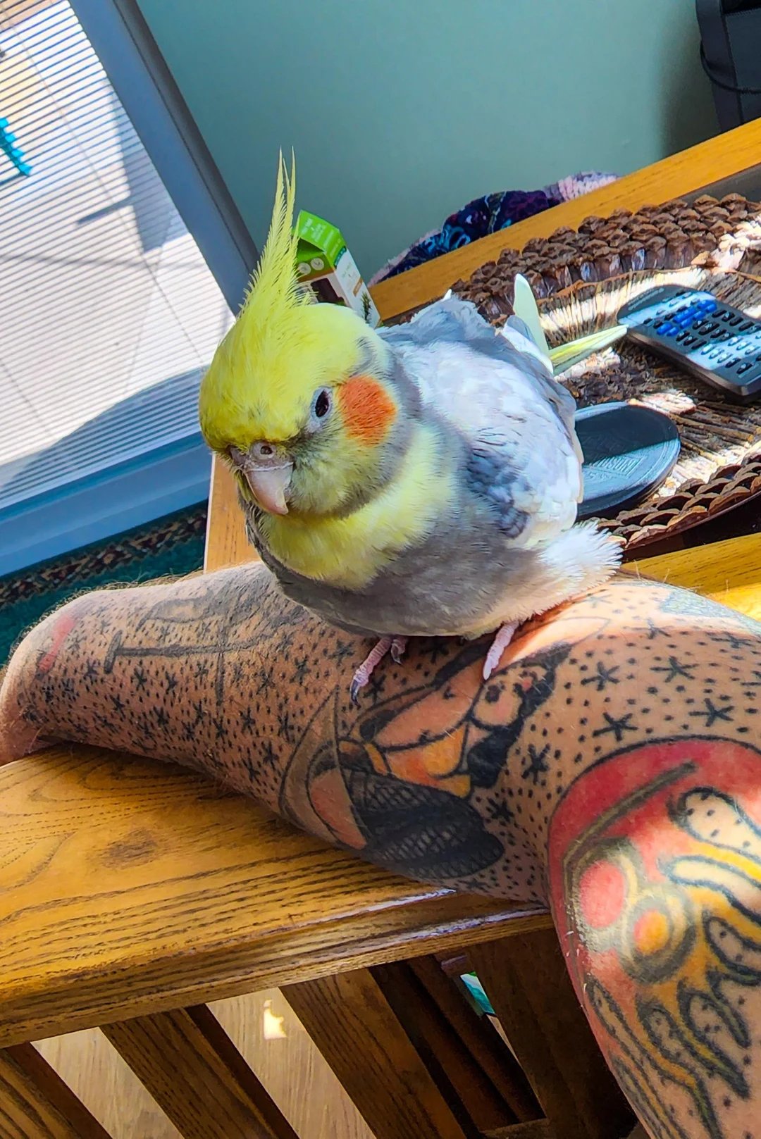 Sleepyhead. | Scrolller