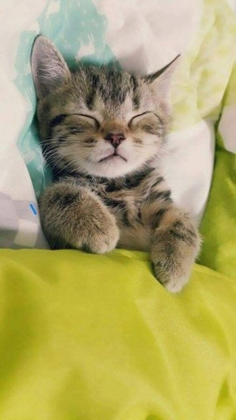 Sleeping kitty 🥰 blep | Scrolller