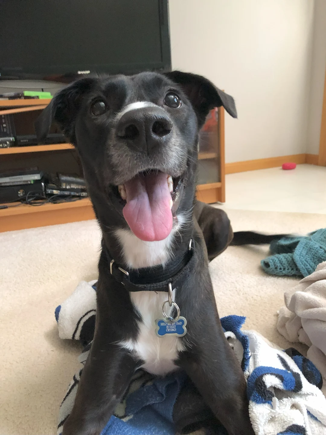 Foster dog Oliver is ready to play fetch! | Scrolller