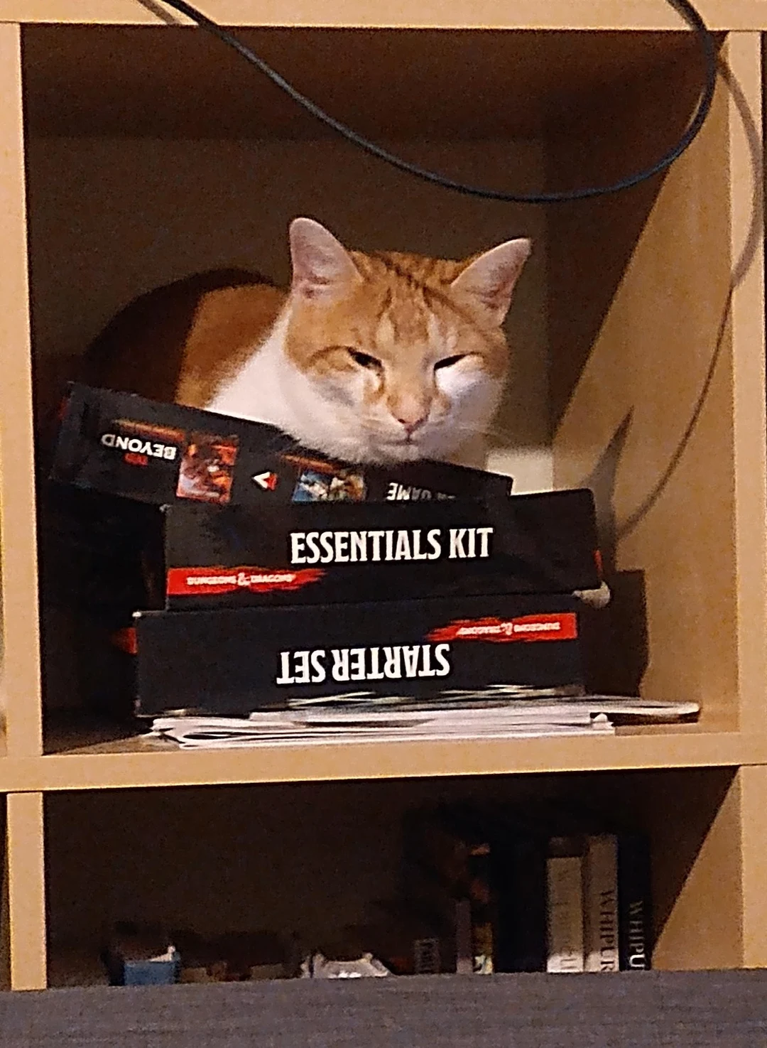 successfully trapped | Scrolller