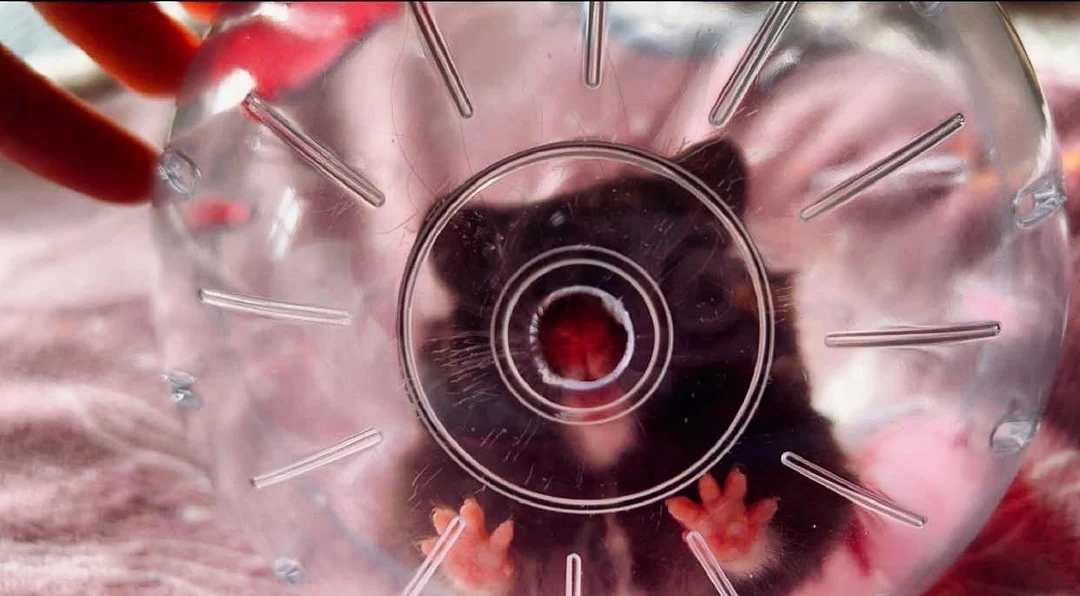 Hamster screaming?? | Scrolller