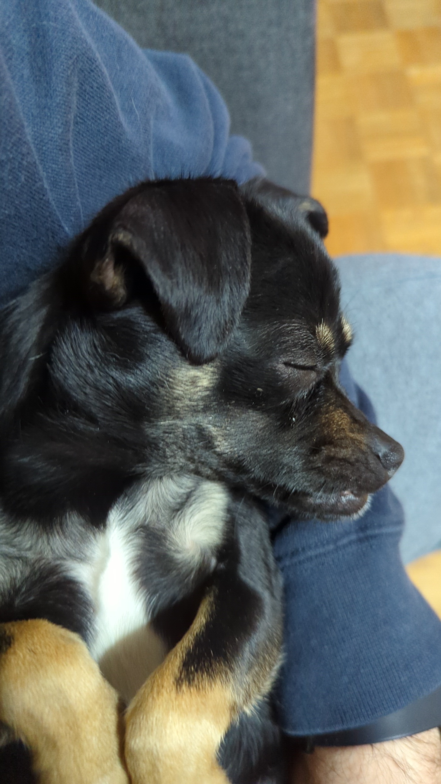 Sleepy pup 🥹 | Scrolller