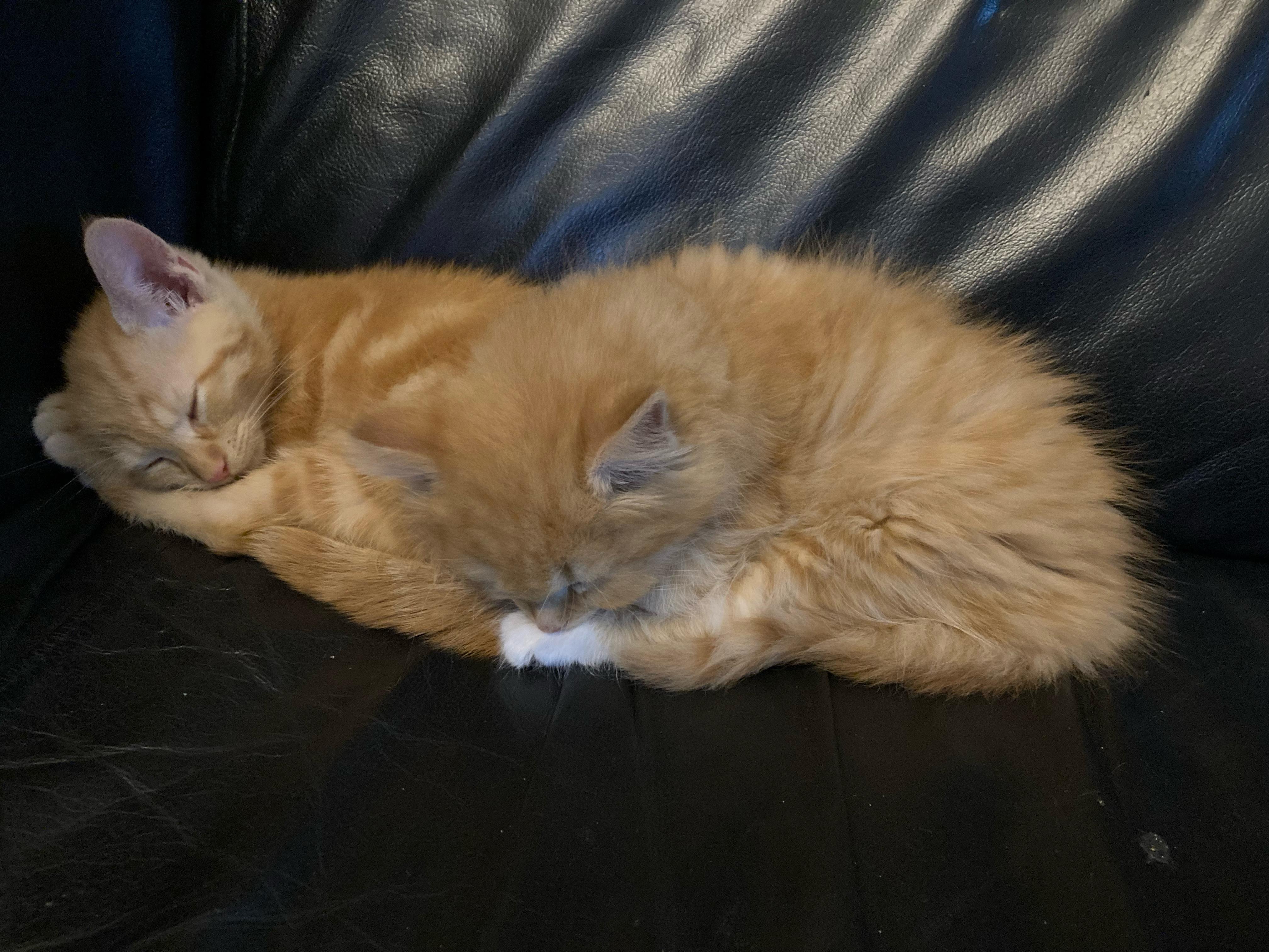 Ginger puddle | Scrolller