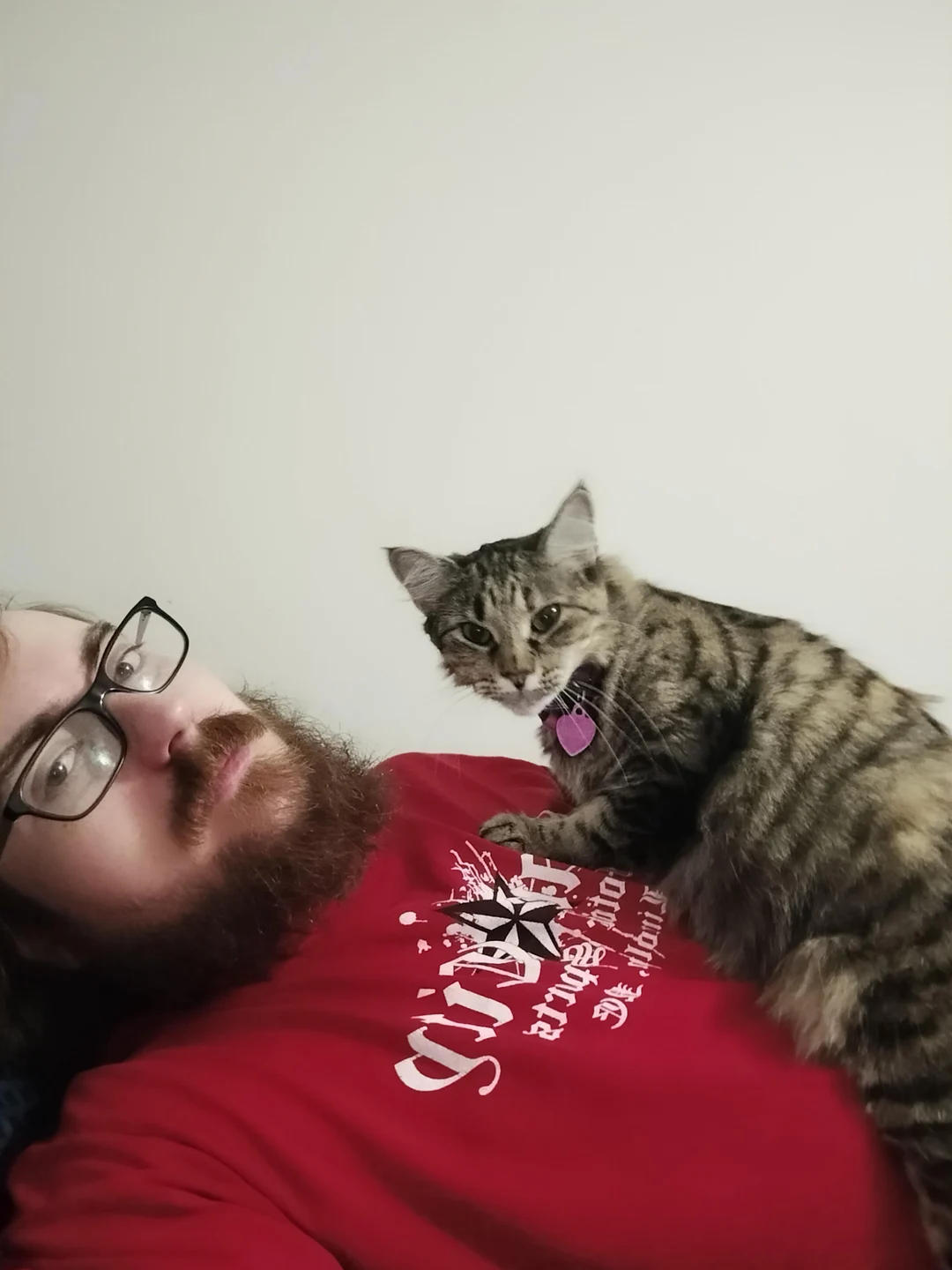 Needy stripey floof | Scrolller