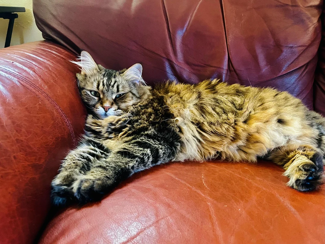 Lazy Floof | Scrolller