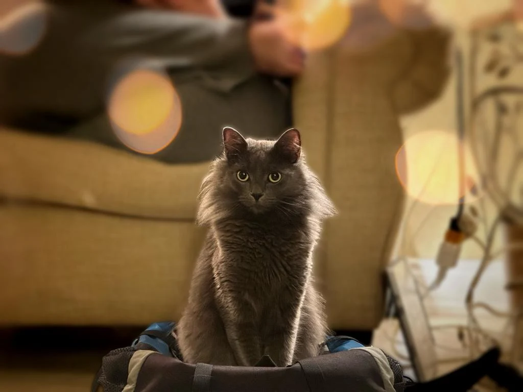 My BIL took this stunning photo of my brave boy tonight (he was less than 1m from our husky ...