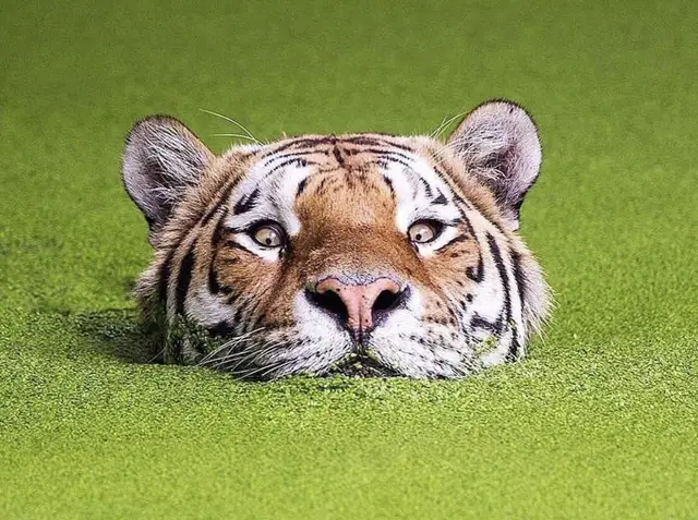 Tigers Swimming Through Greenery | Scrolller