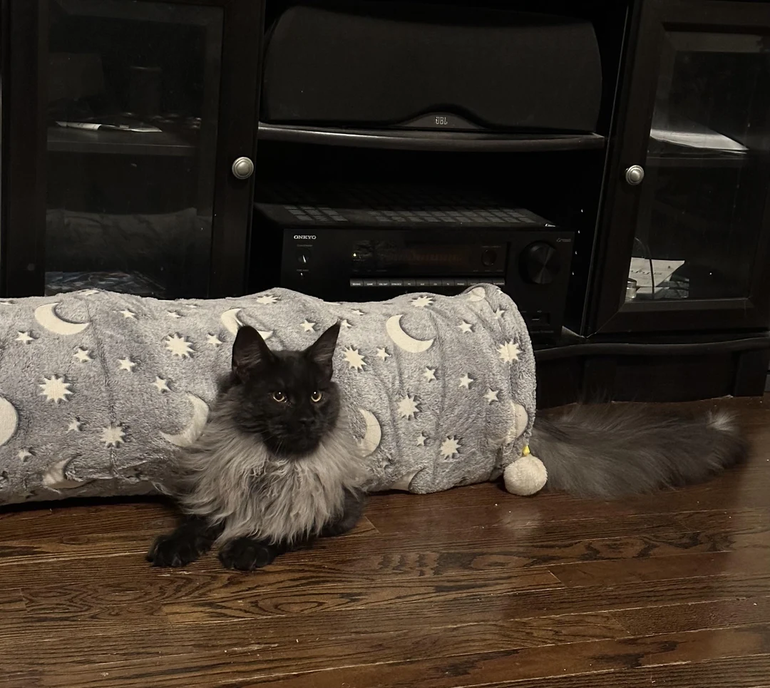 Odin enjoying his new tunnel | Scrolller