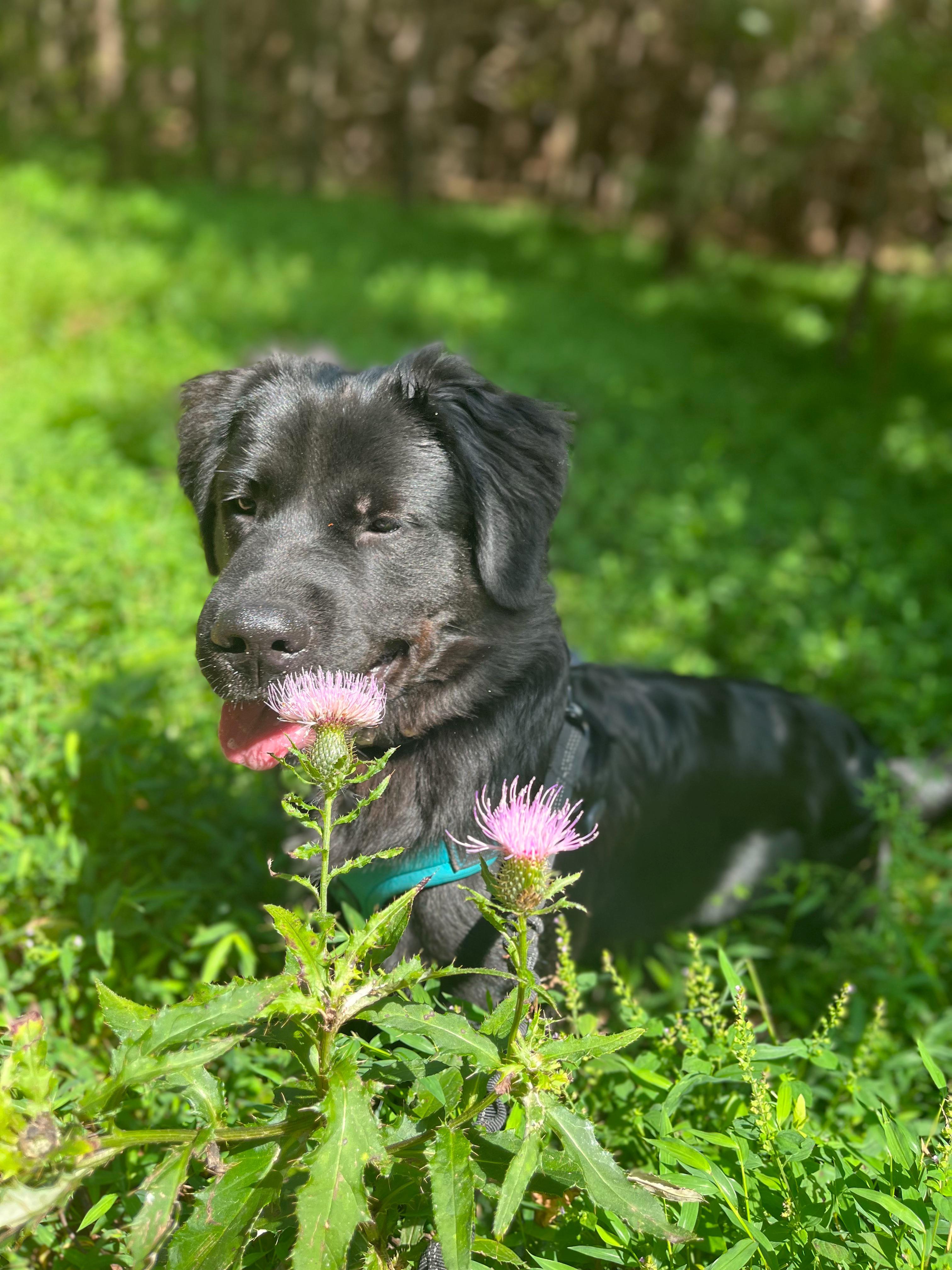 Castle just keeps getting bigger and bigger! But he still loves flowers and plants. | Scrolller