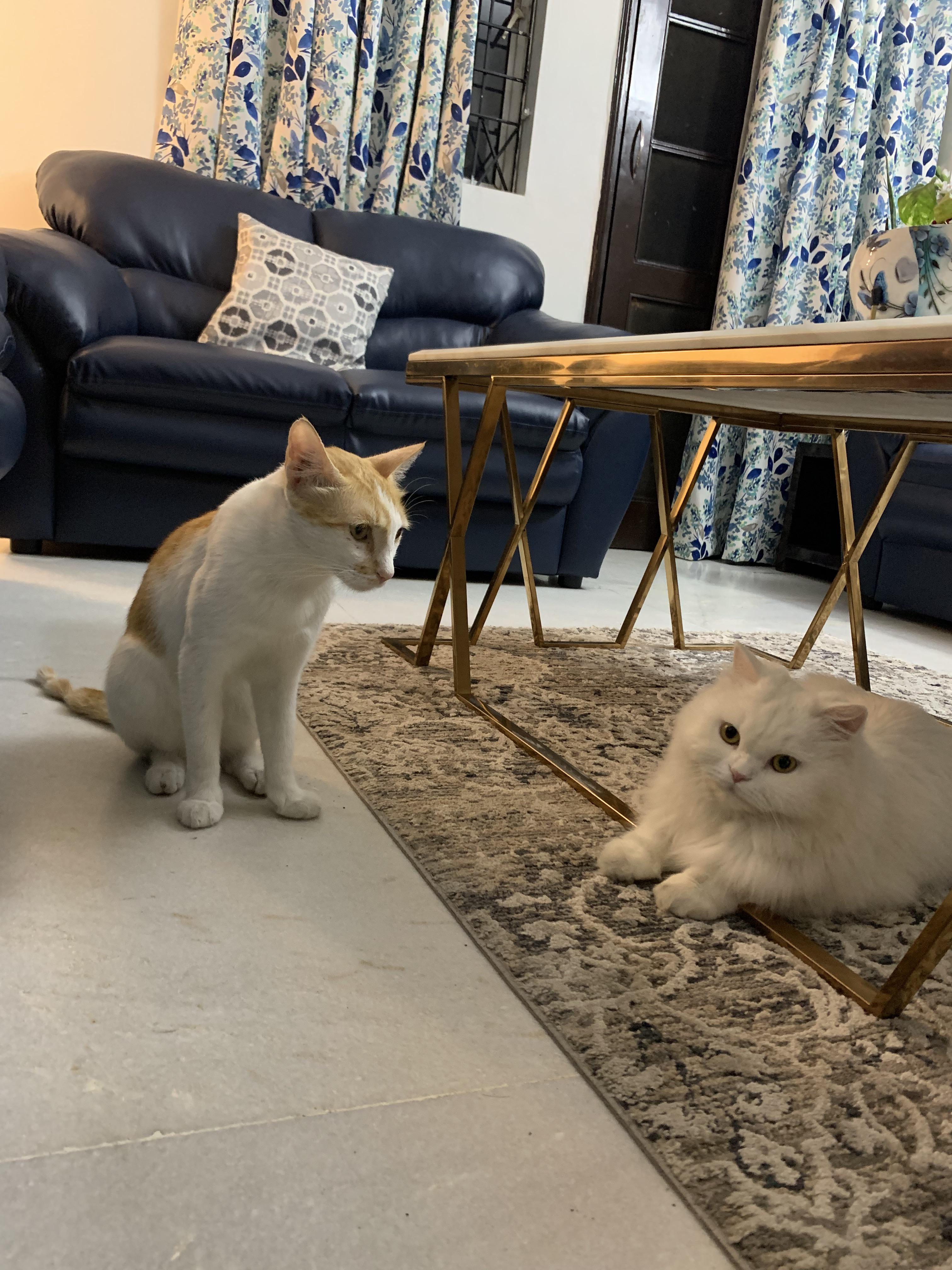 Meet Miko and Bella | Scrolller