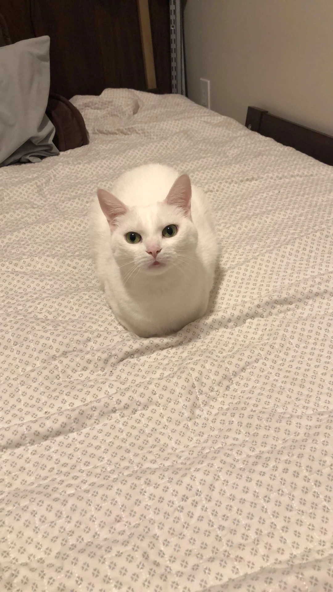 Unbaked white bread | Scrolller