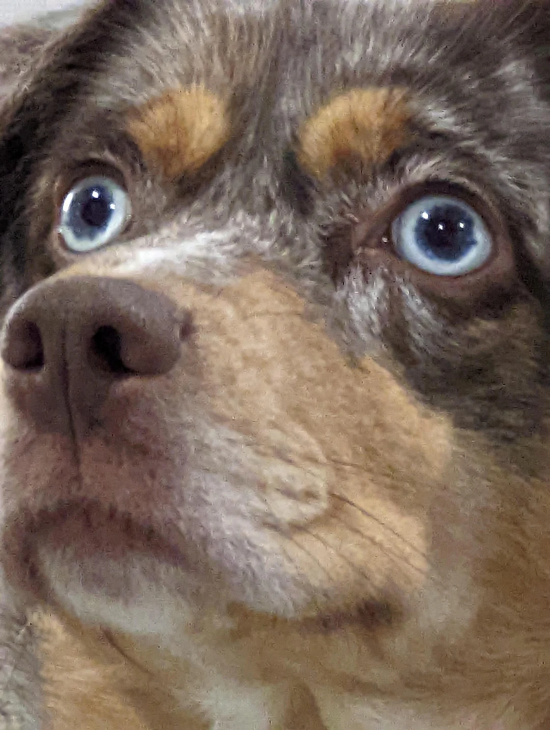 She's highly intelligent I swear. | Scrolller