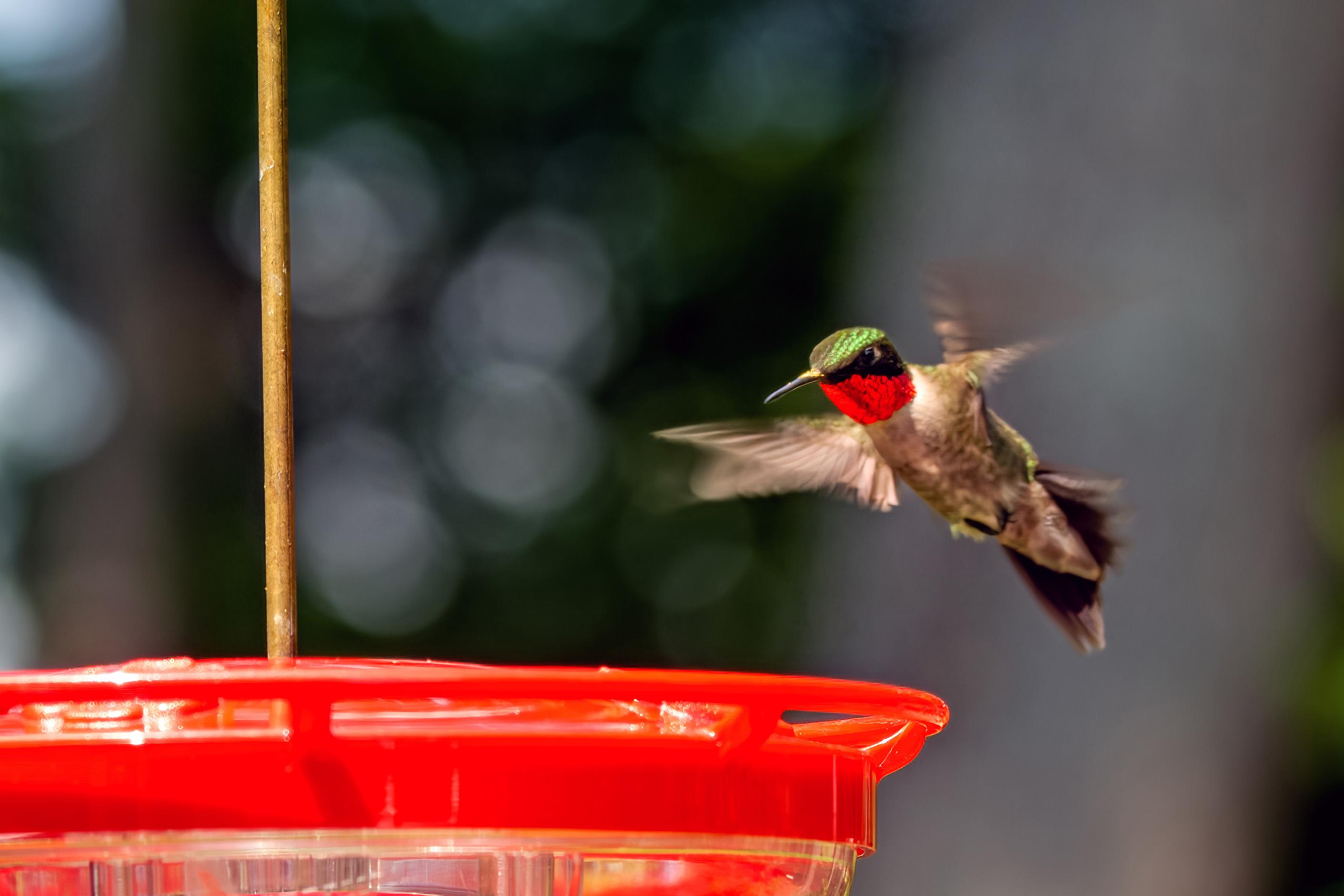 Ruby-Throated Hummingbird / Smithfield, Virginia | Scrolller