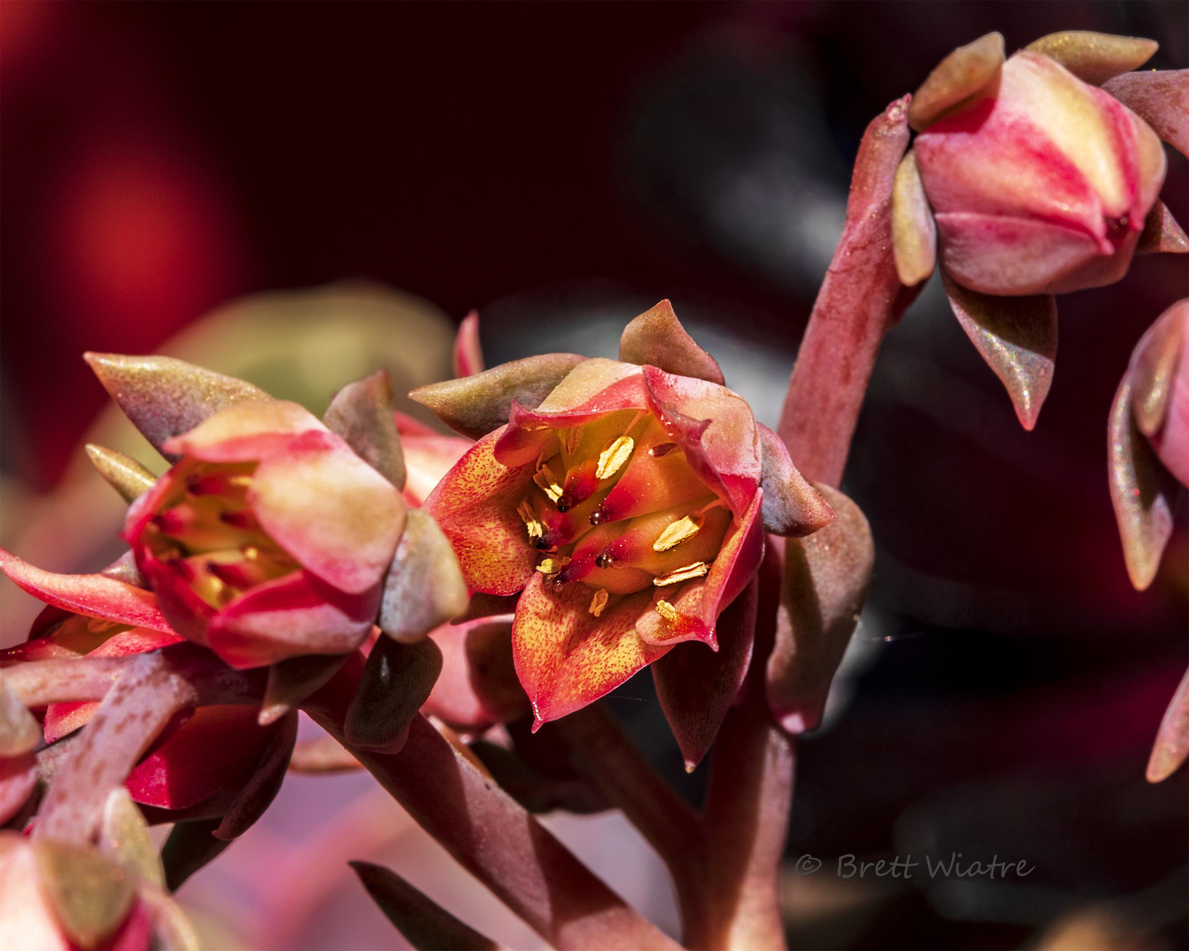 Echeveria Bloom [OC] | Scrolller