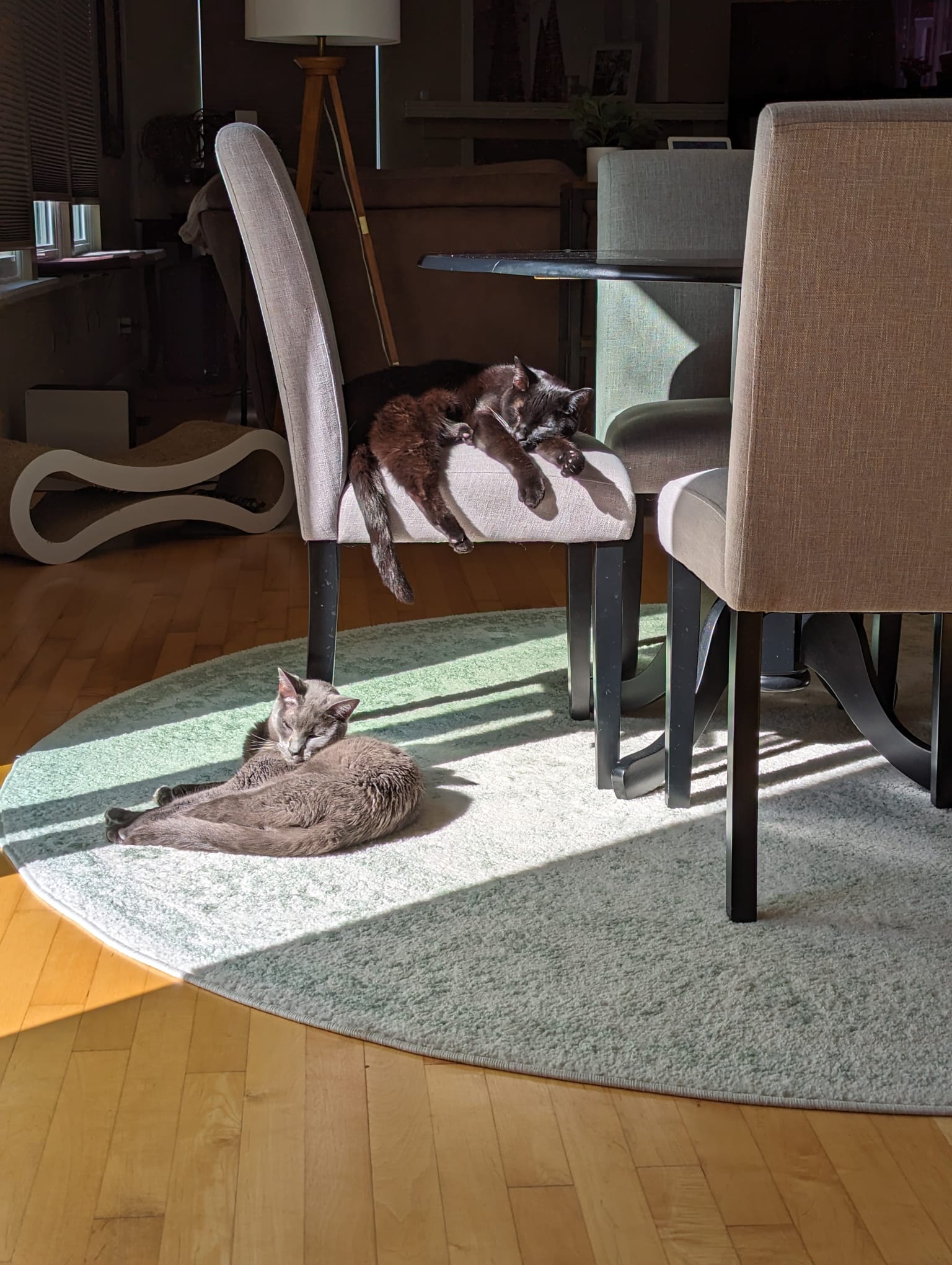 Soaking in every last ray! | Scrolller