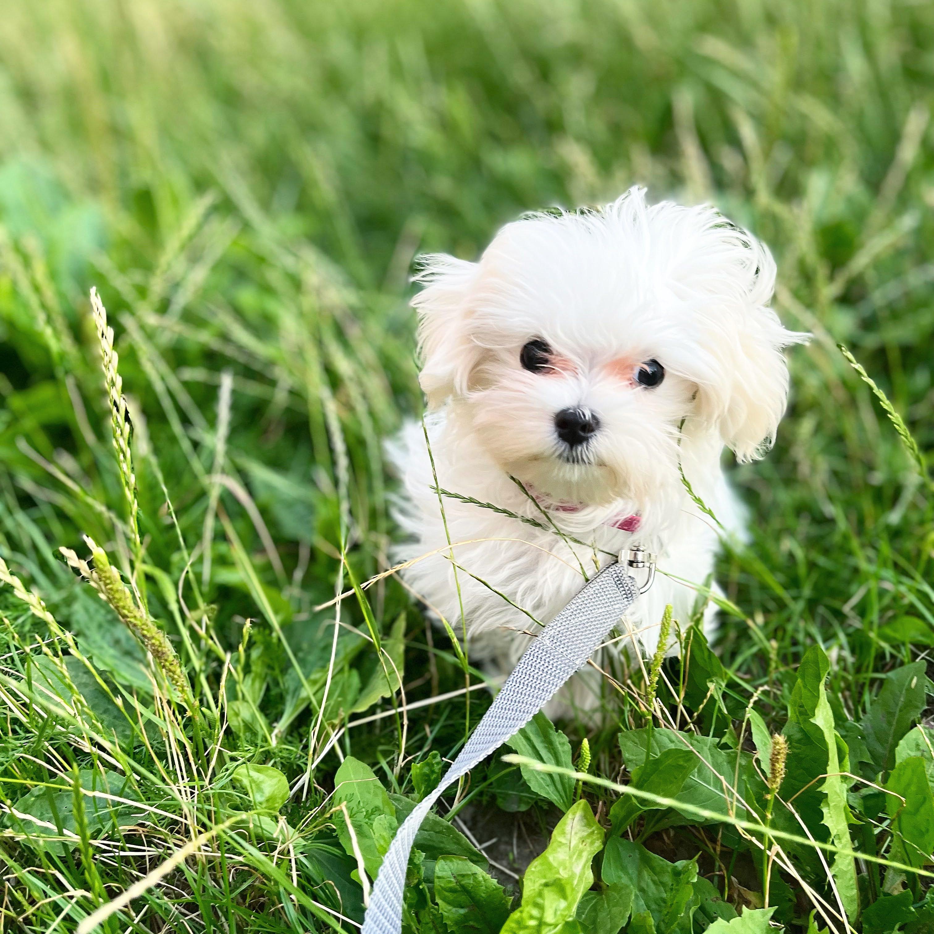 Learning to walk 🦮 | Scrolller