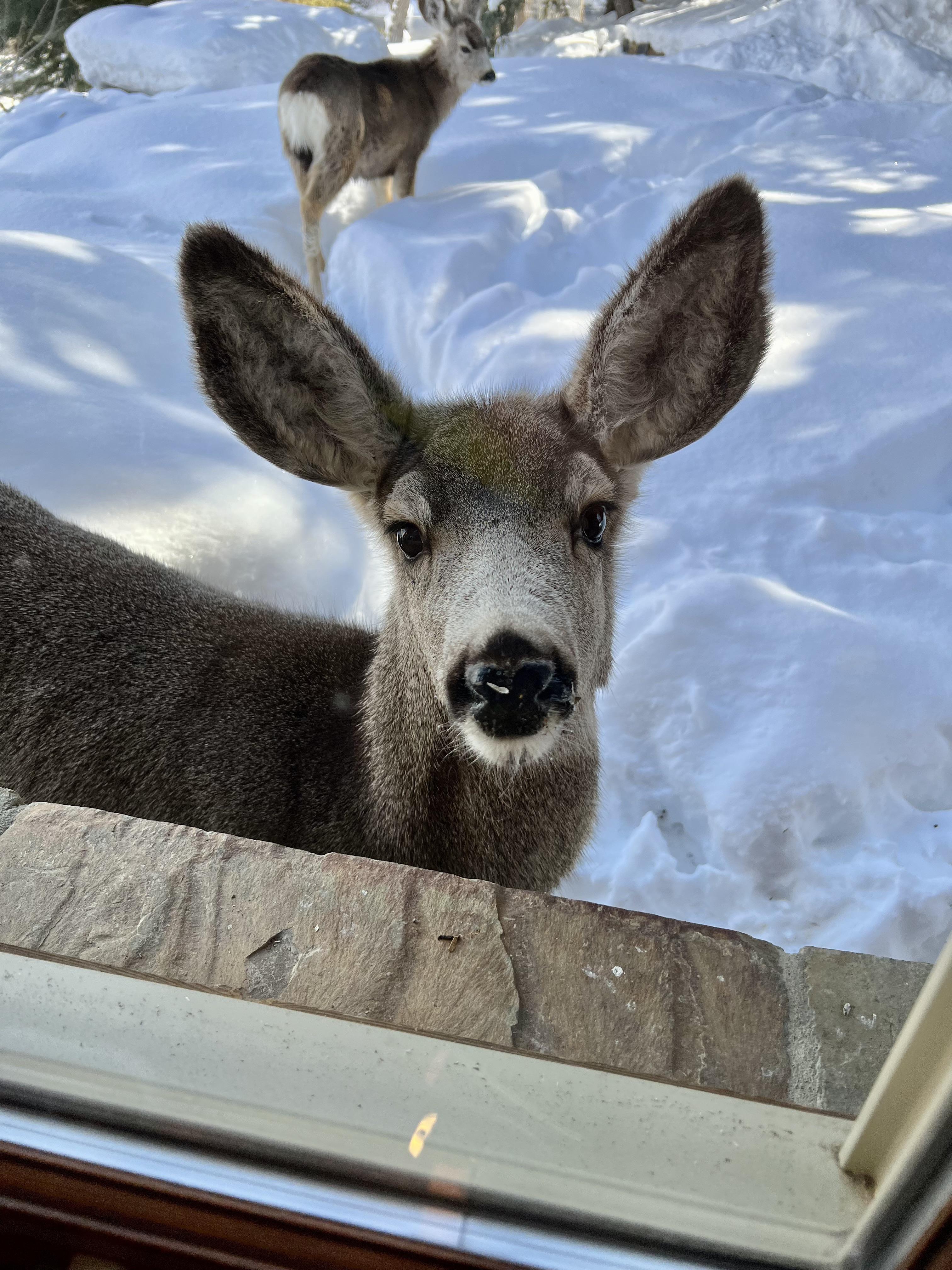Breakfast companion [oc] | Scrolller