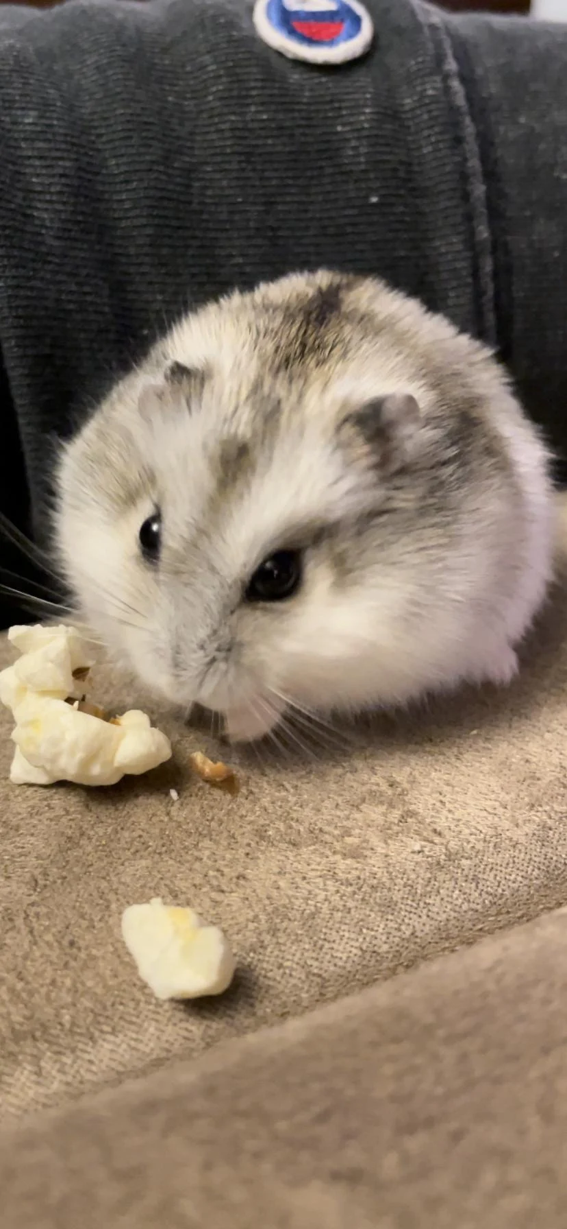 RIP my sweet Henry ️🌈 | Scrolller