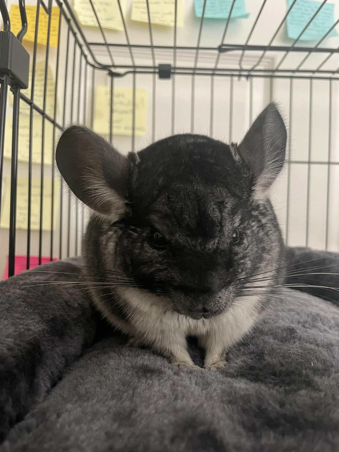 Giz goes Grr😡 | Scrolller