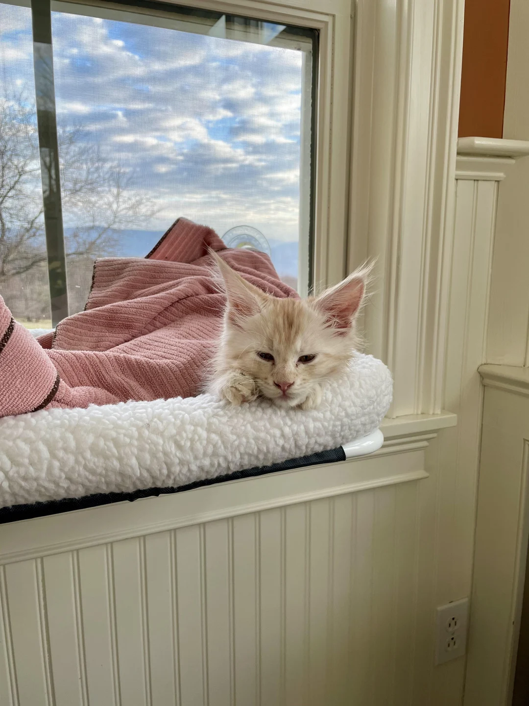 Odin is home! Ragdoll intro. | Scrolller