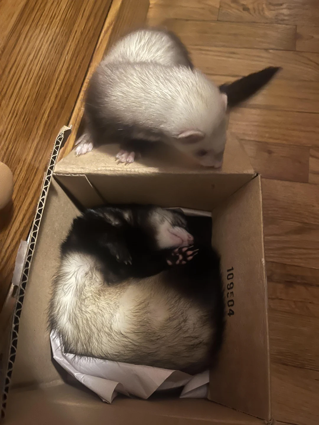 Special delivery! | Scrolller