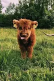 these furry cows are so cute 💖 | Scrolller