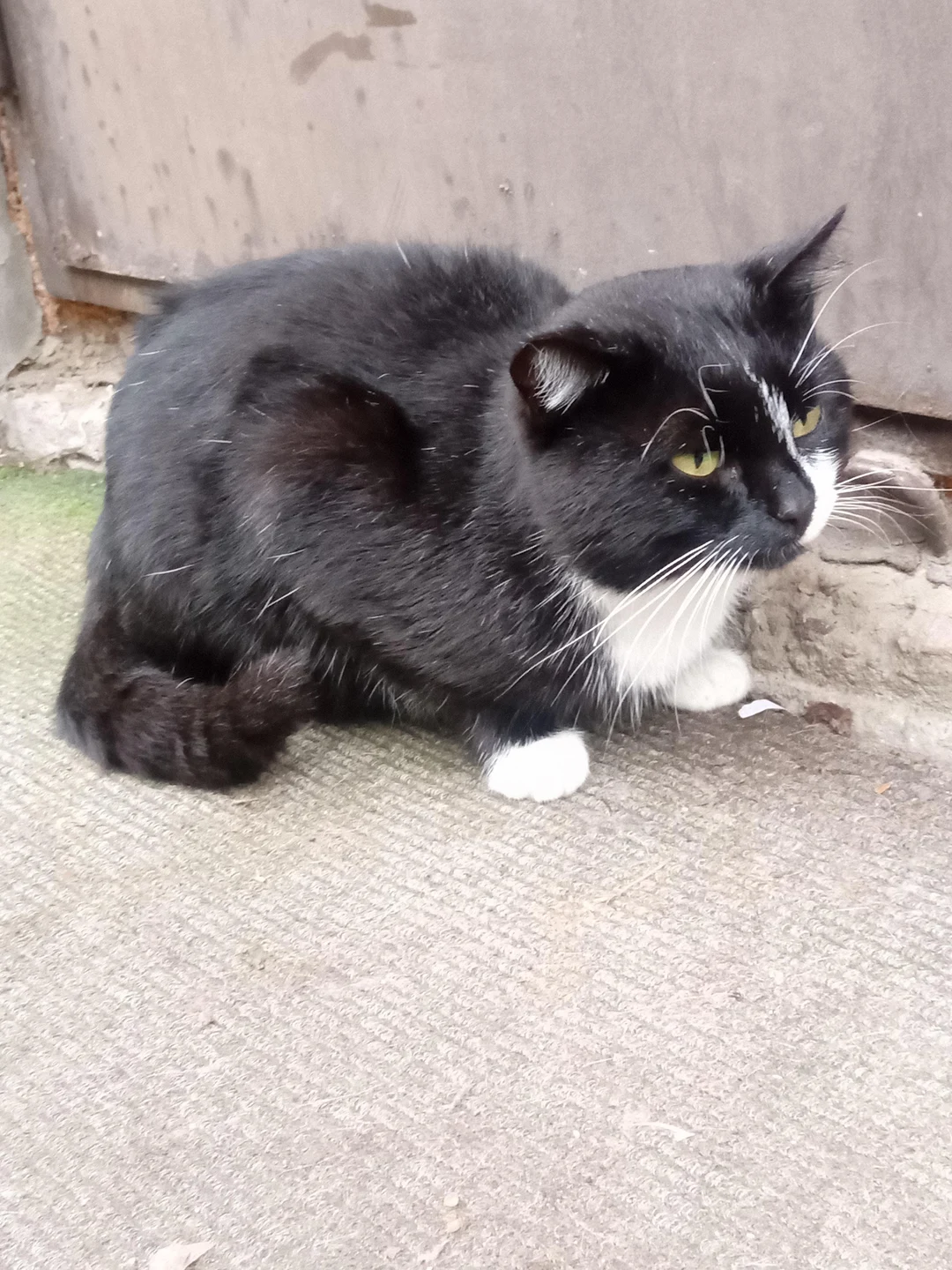 Tuxedo Loaf | Scrolller