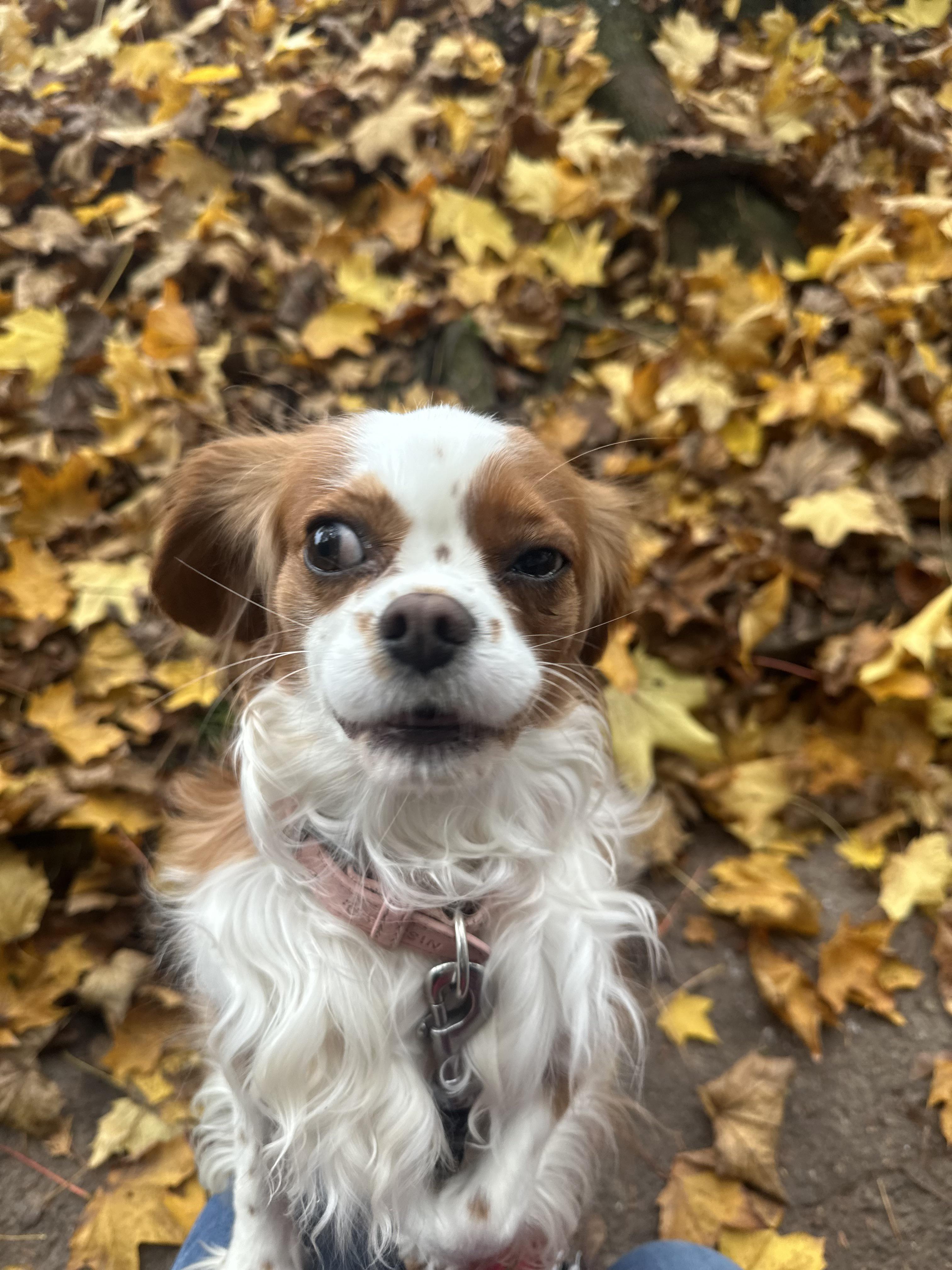 Derpy Pics | Scrolller