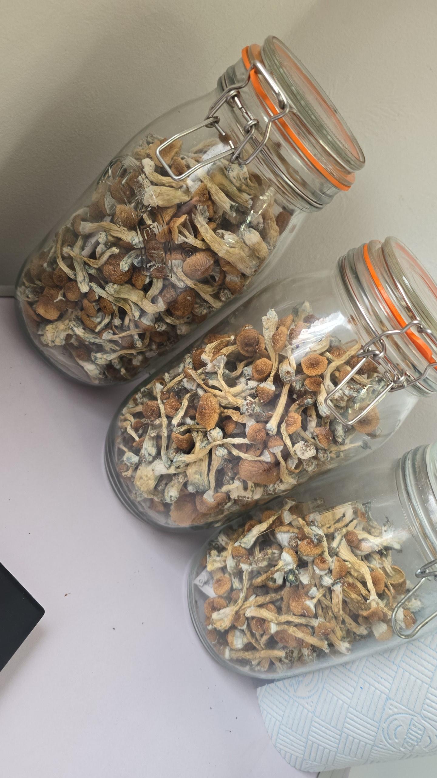 First flush completed | Scrolller