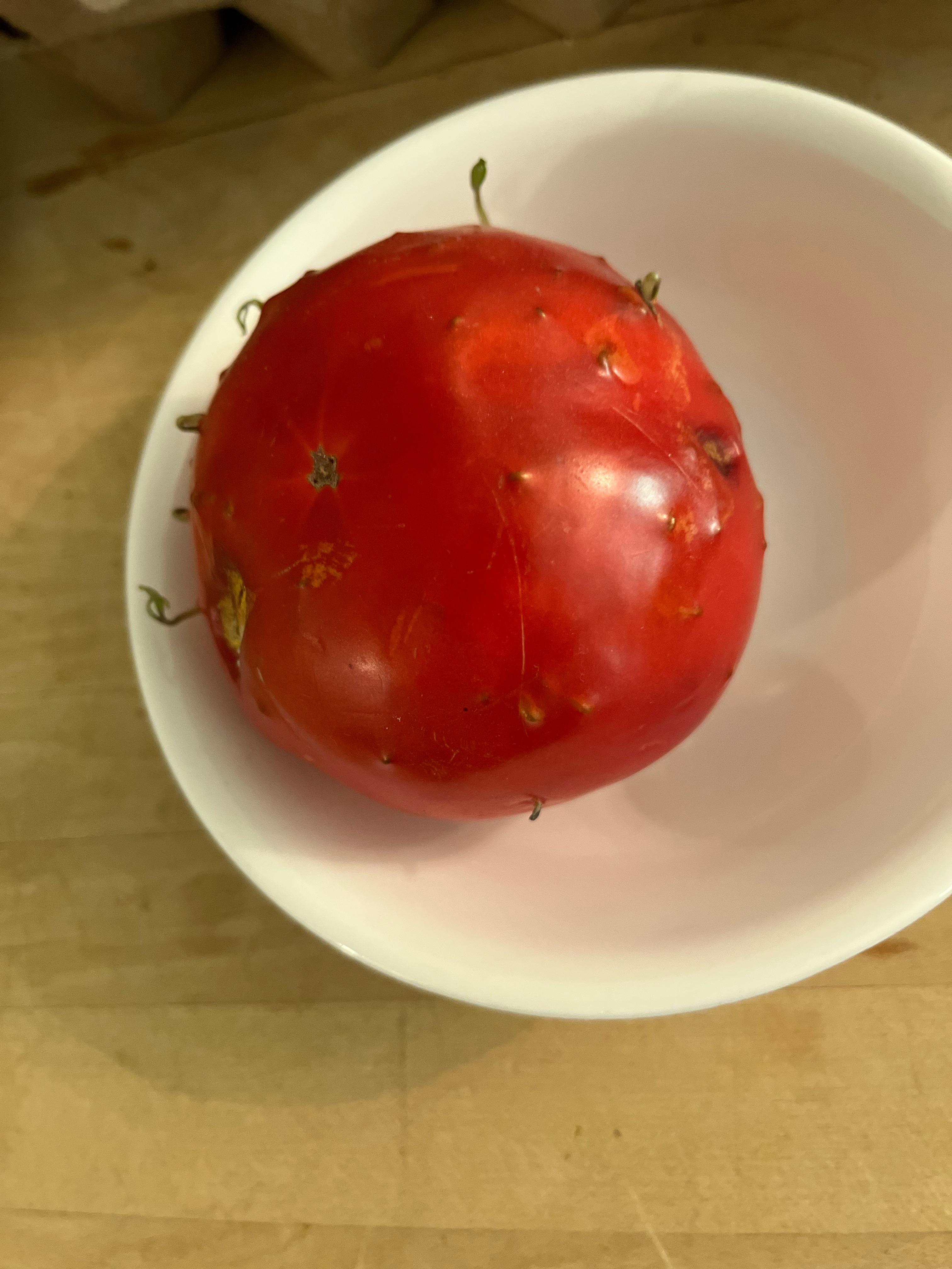 Tomato seeds grow from tomato into plant | Scrolller