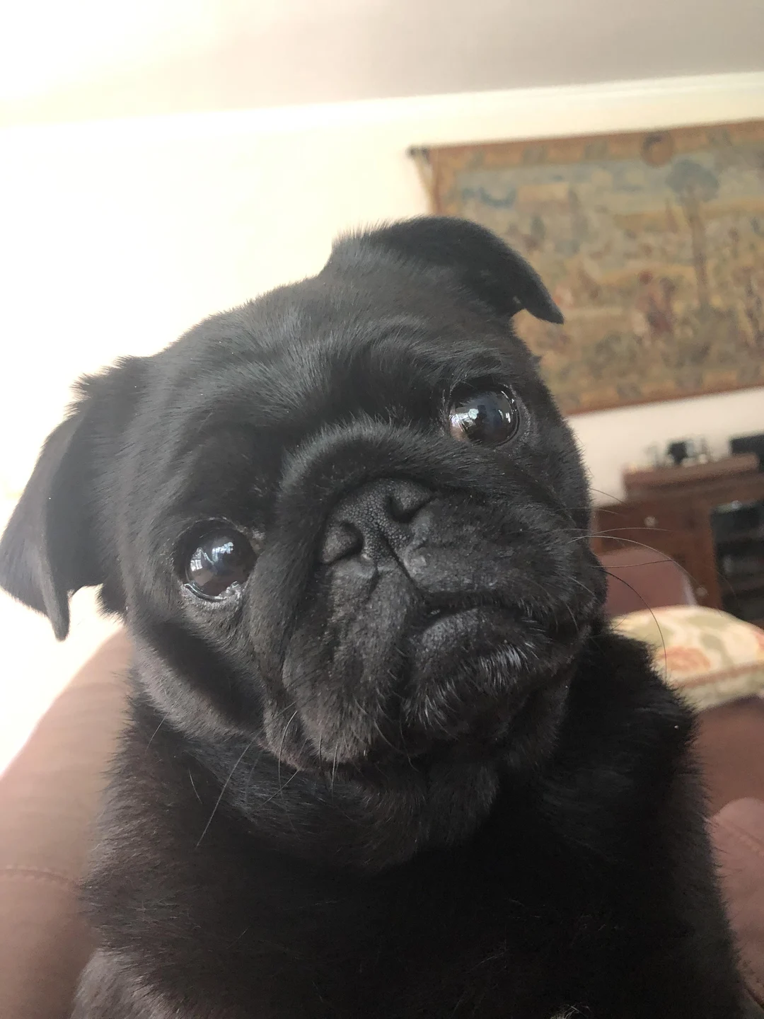 Wee Angus | Scrolller