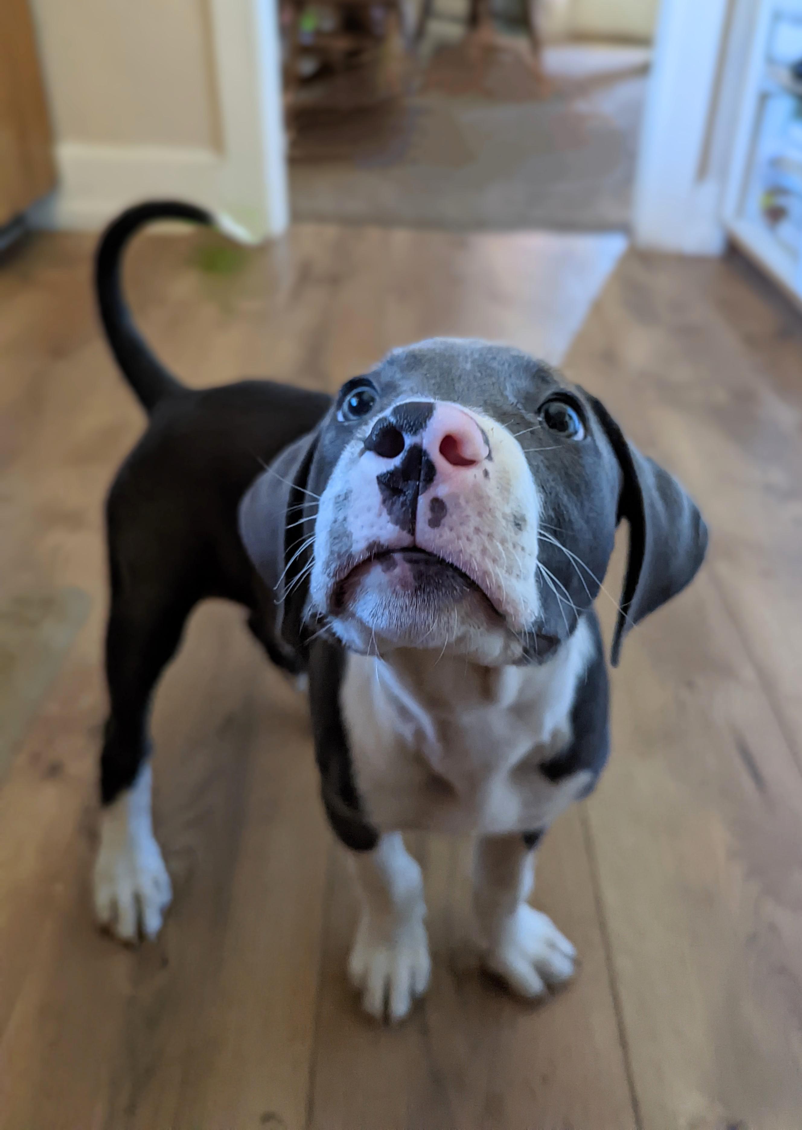 Meet Nugget! He used to belong to my friend's brother's friend | Scrolller