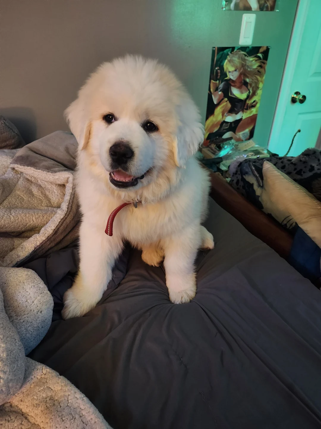 My new pup! | Scrolller