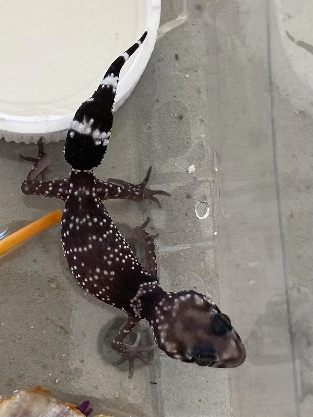 Anyone know what species this guy is? | Scrolller