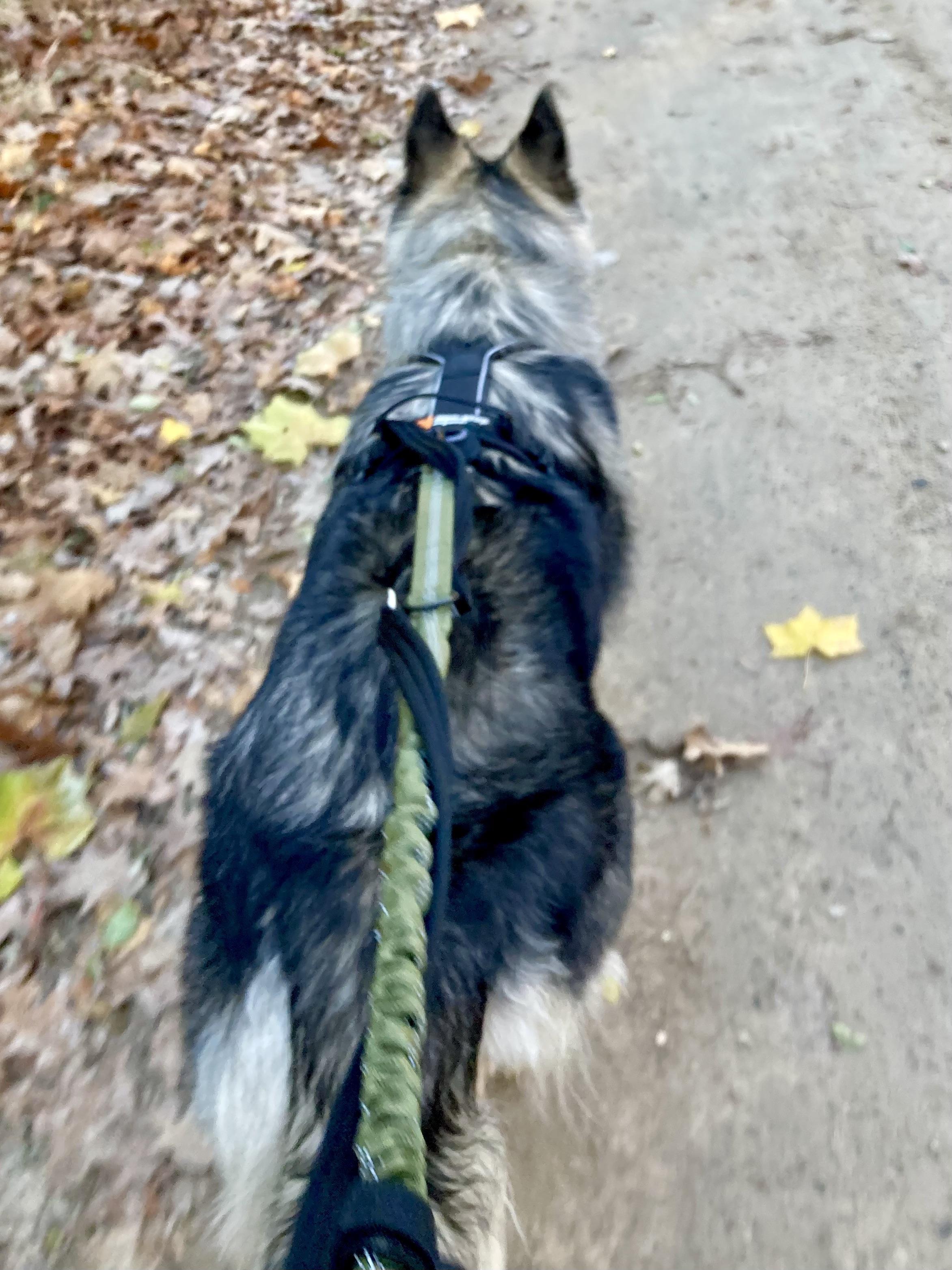 New harness! | Scrolller